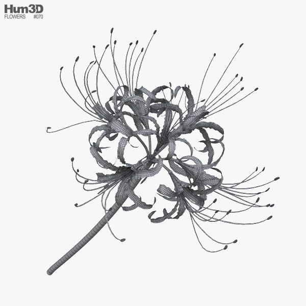 Red Spider Lily 3D model - Download Flowers on 3DModels.org