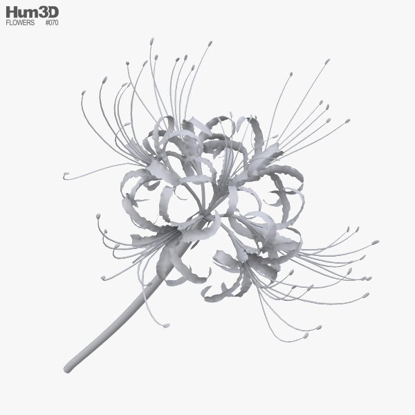 Red Spider Lily 3D model - Download Flowers on 3DModels.org