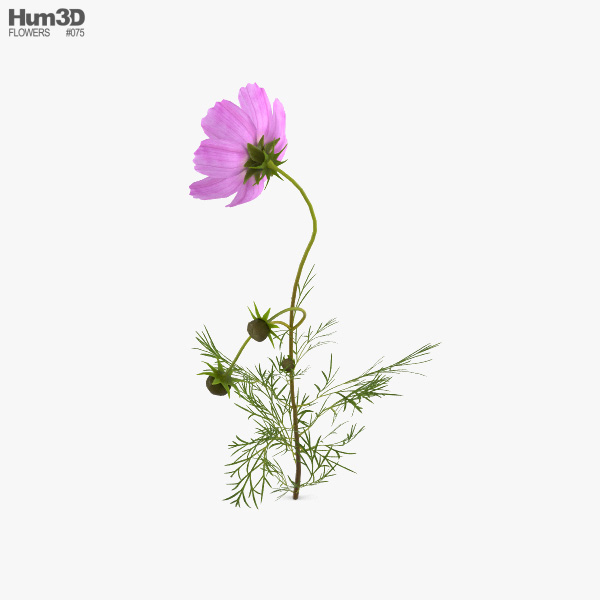 Cosmos Flower 3D model - Download Flowers on 3DModels.org