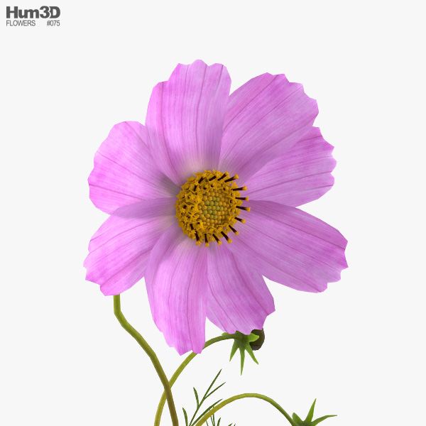 Cosmos Flower 3D model - Download Flowers on 3DModels.org
