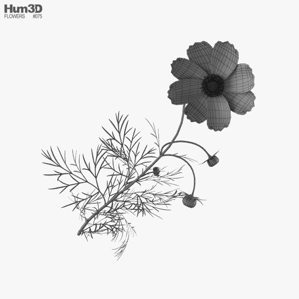 Cosmos Flower 3D model - Download Flowers on 3DModels.org