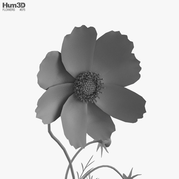 Cosmos Flower 3D model - Download Flowers on 3DModels.org
