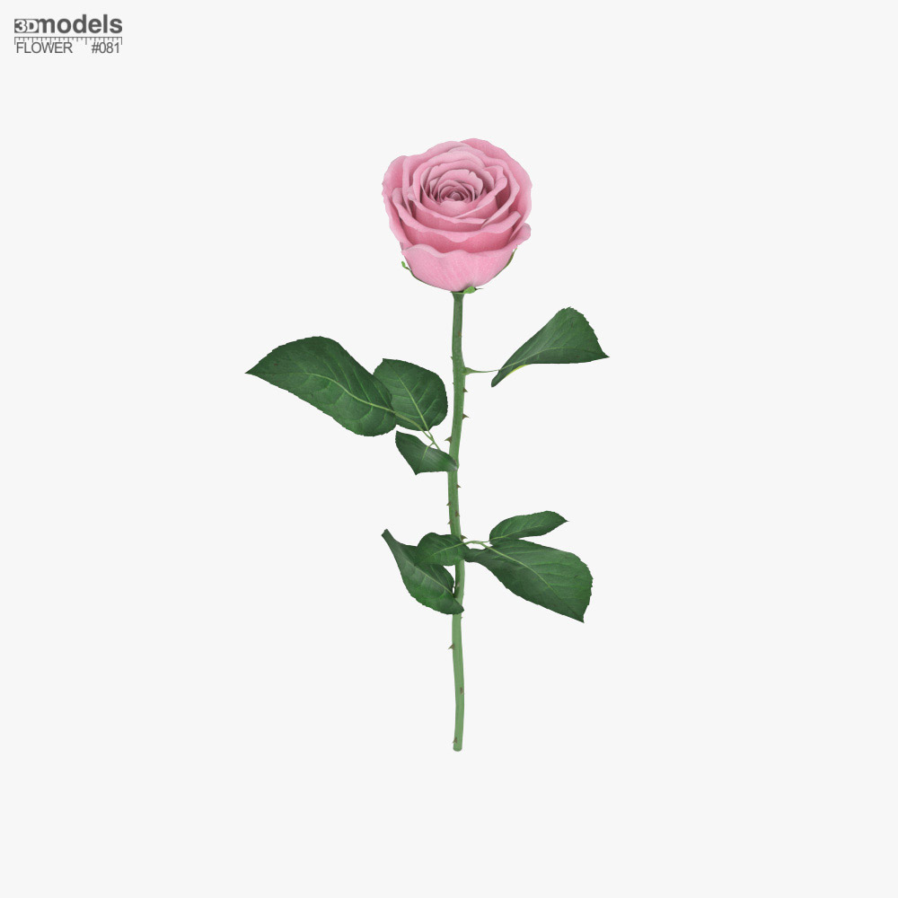 Pink Blooming Rose 3D model - Download Flowers on 3DModels.org