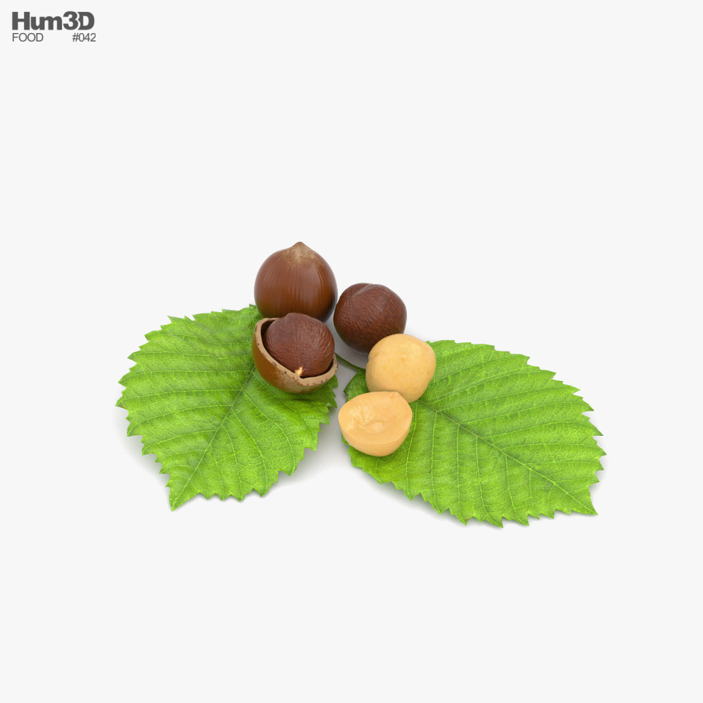 Hazelnut 3D model - Download Nuts on 3DModels.org