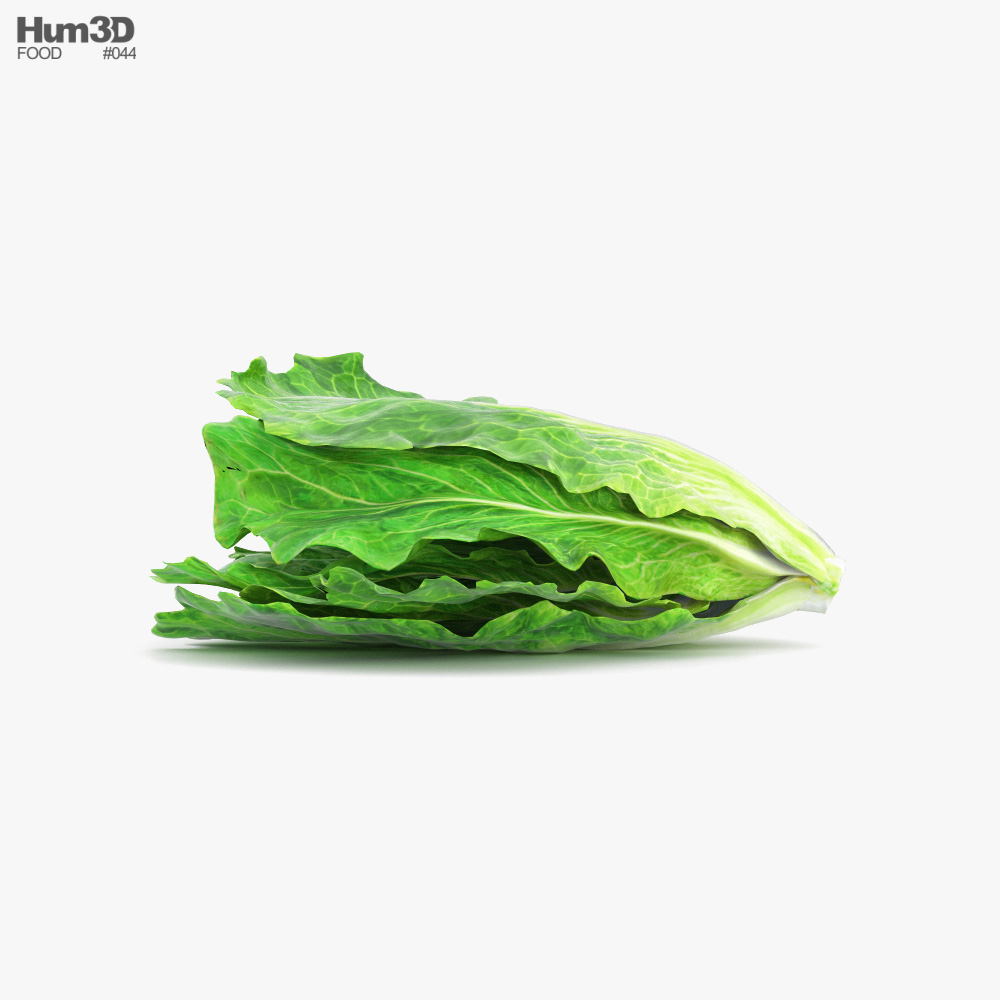 Lettuce 3D model - Download Herbs on 3DModels.org
