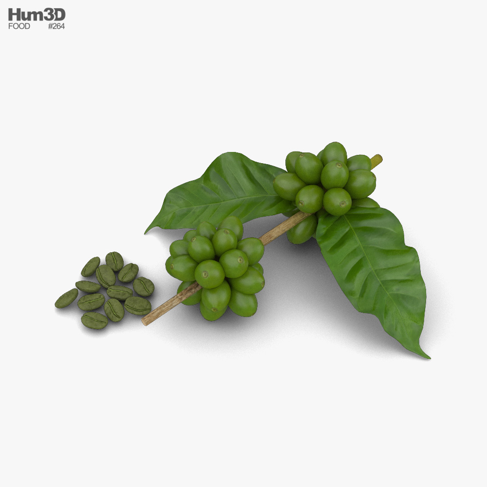 Green Coffee Beans 3D model - Download Farm Crops on 3DModels.org