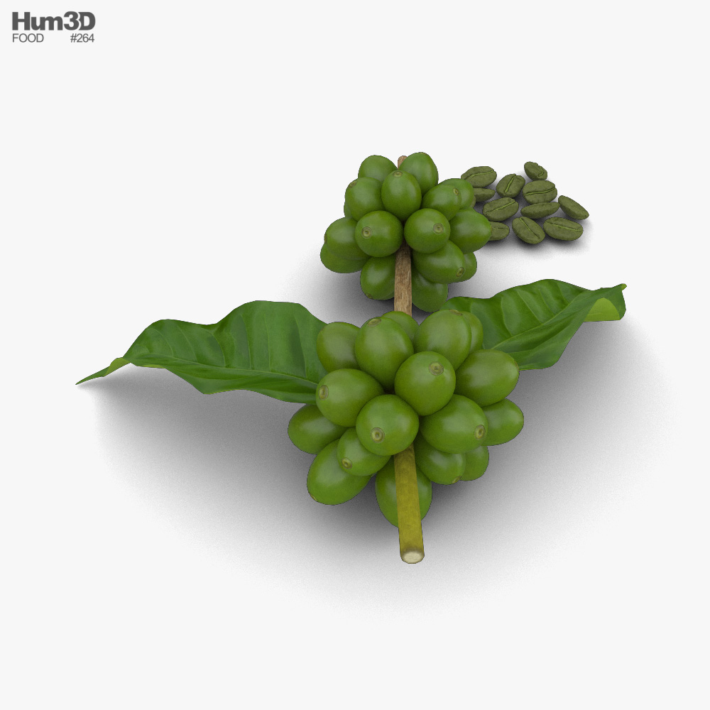 Green Coffee Beans 3D model - Download Farm Crops on 3DModels.org
