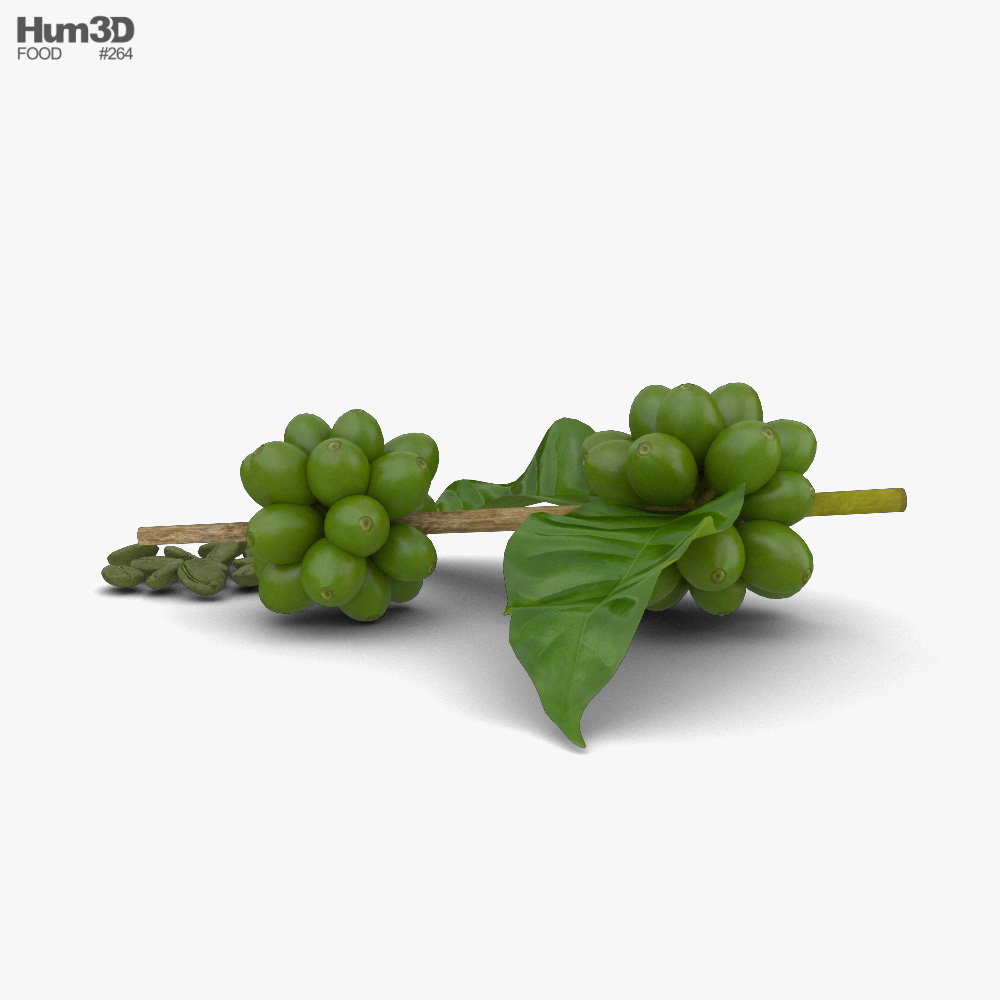 Green Coffee Beans 3D model - Download Farm Crops on 3DModels.org