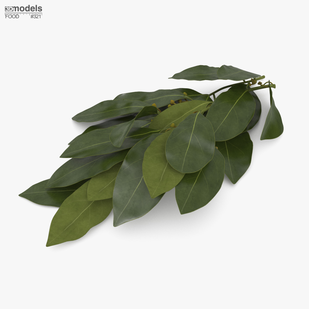 Laurel Branch 3D model - Download Herbs on 3DModels.org