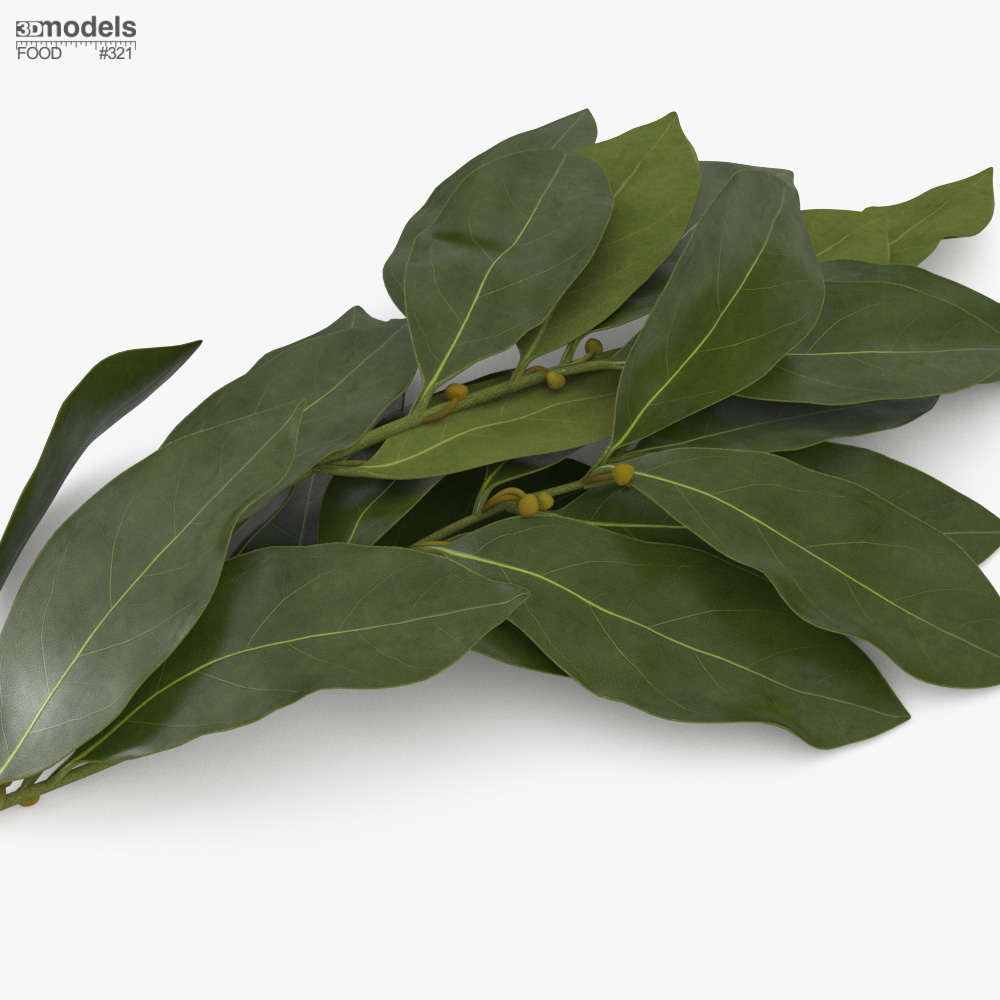 Laurel Branch 3D model - Download Herbs on 3DModels.org