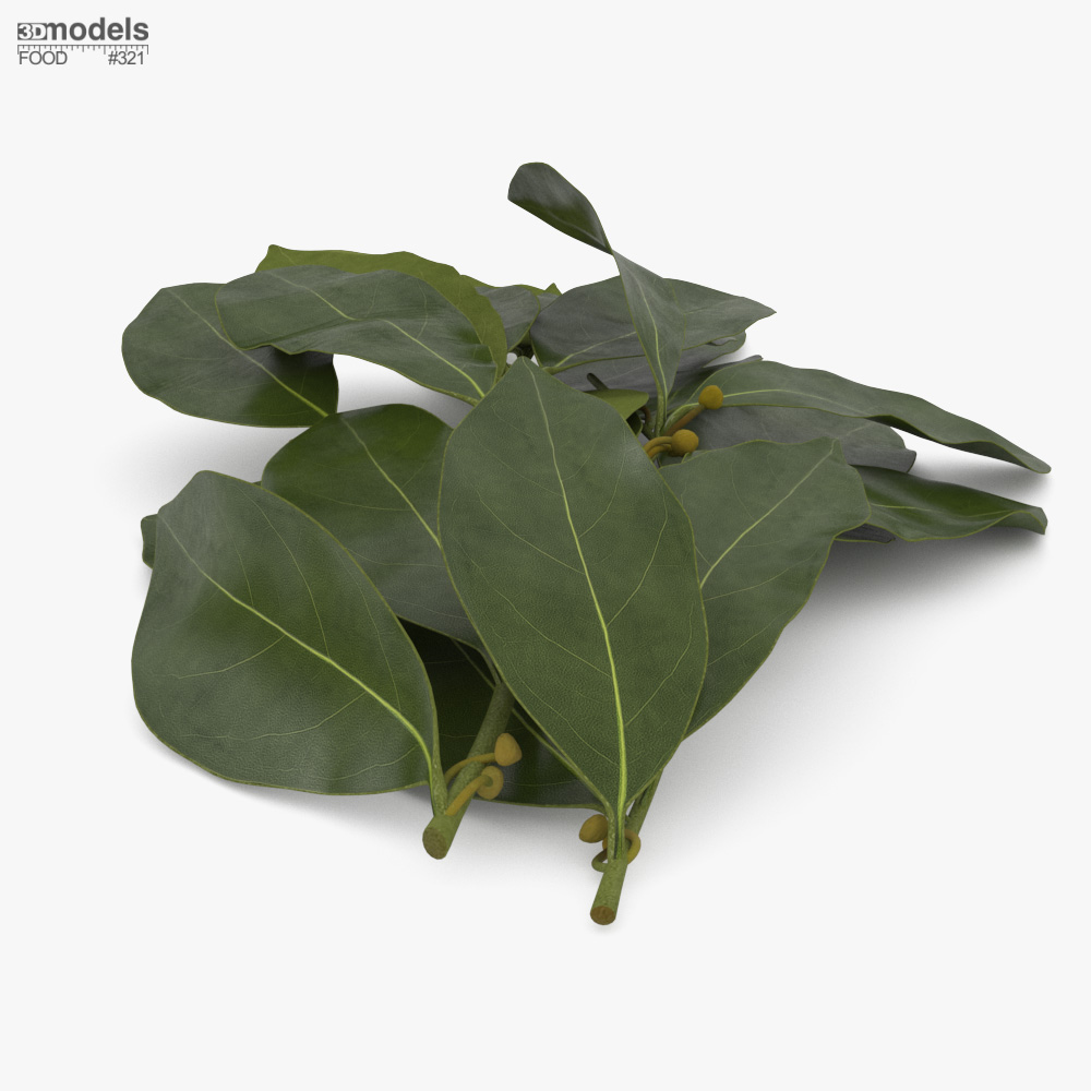 Laurel Branch 3D model - Download Herbs on 3DModels.org