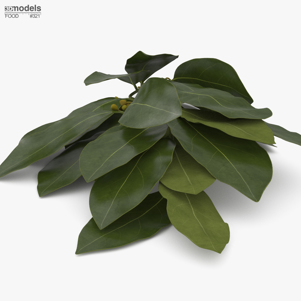 Laurel Branch 3D model - Download Herbs on 3DModels.org