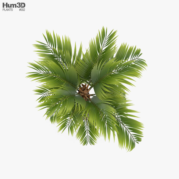 Palm Tree 3D model - Download Trees on 3DModels.org