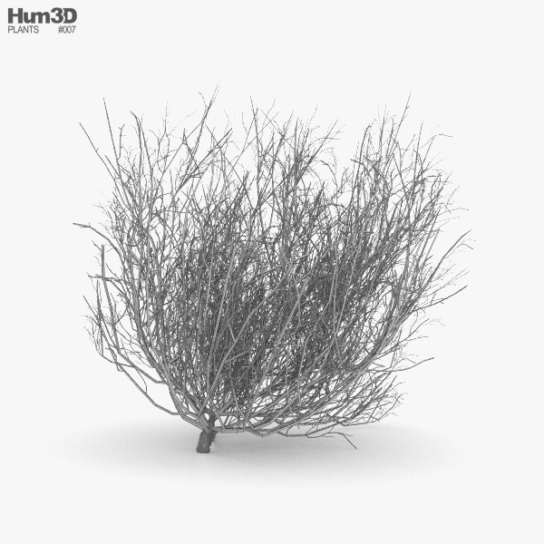 Tumbleweed 3D model - Download Grass on 3DModels.org
