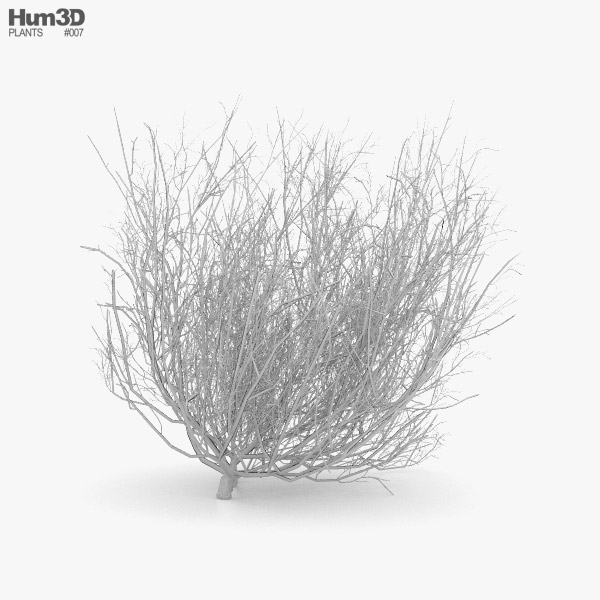 Tumbleweed 3D model - Download Grass on 3DModels.org