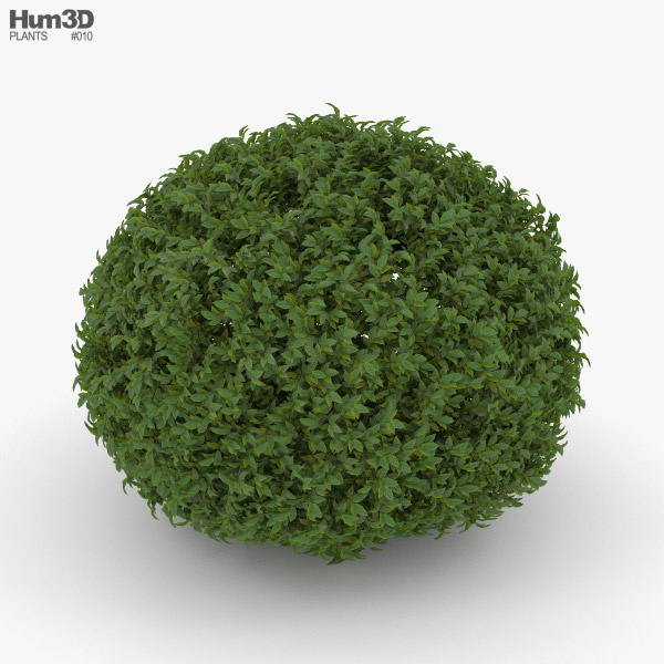 Bush 3D models for Download - 3DModels.org