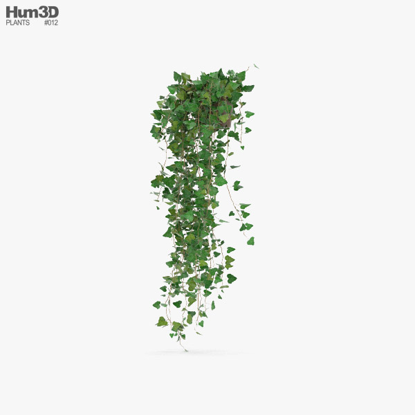 Ivy 3D model - Download Trees on 3DModels.org
