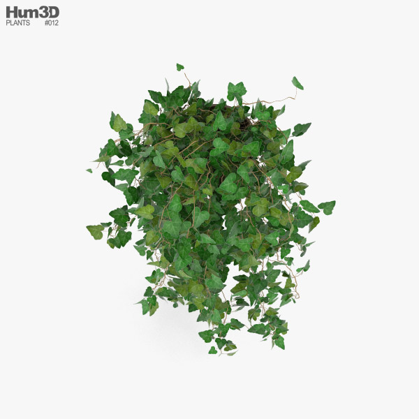 Ivy 3D model - Download Trees on 3DModels.org