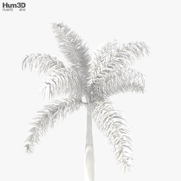 Royal palm 3D model - Download Trees on 3DModels.org