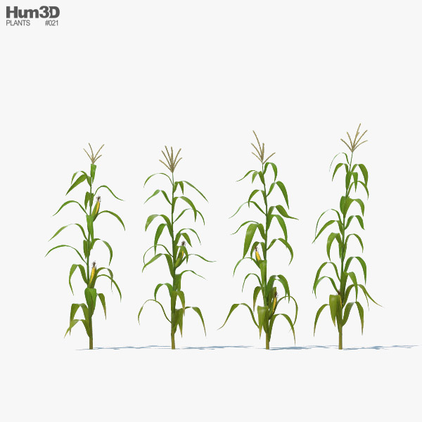 Corn 3D 모델 다운로드 - 3DModels.org