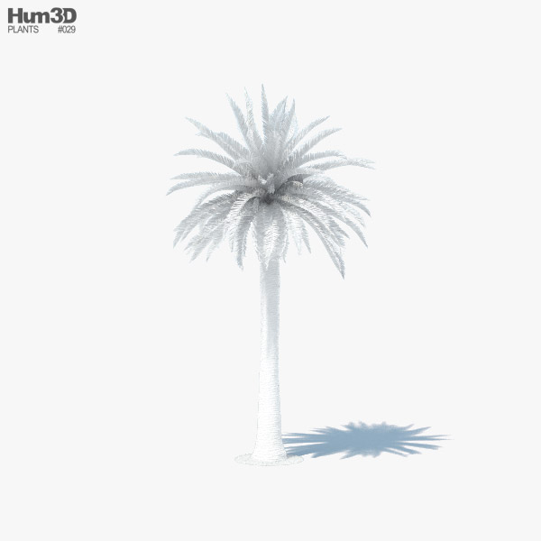 Date Palm 3D model - Download Trees on 3DModels.org