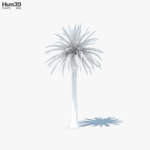 Date Palm 3D model - Download Trees on 3DModels.org