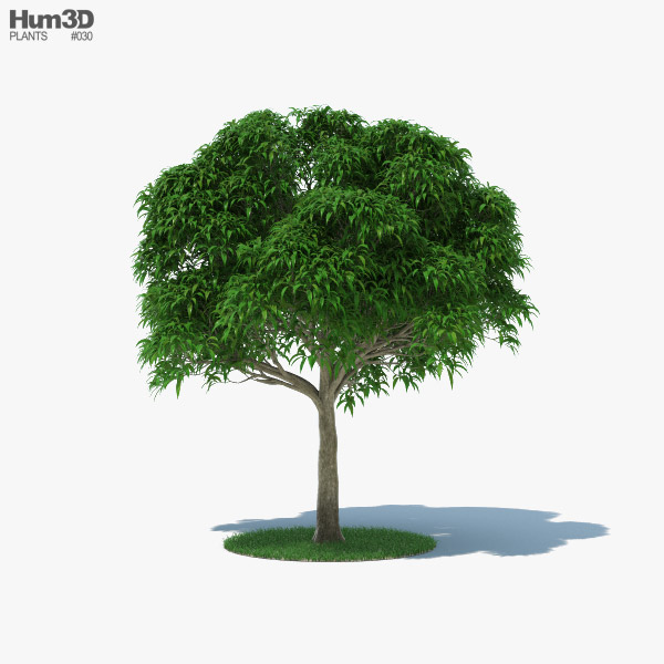 Mango tree 3D Models Download - 3DModels.org
