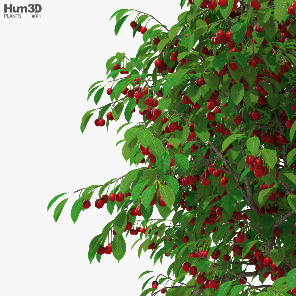 Cherry Tree 3D model - Download Trees on 3DModels.org