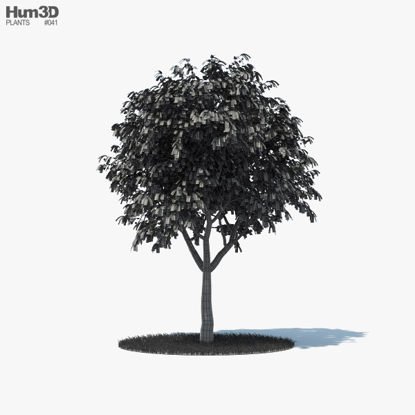 Cherry Tree 3D model - Download Trees on 3DModels.org