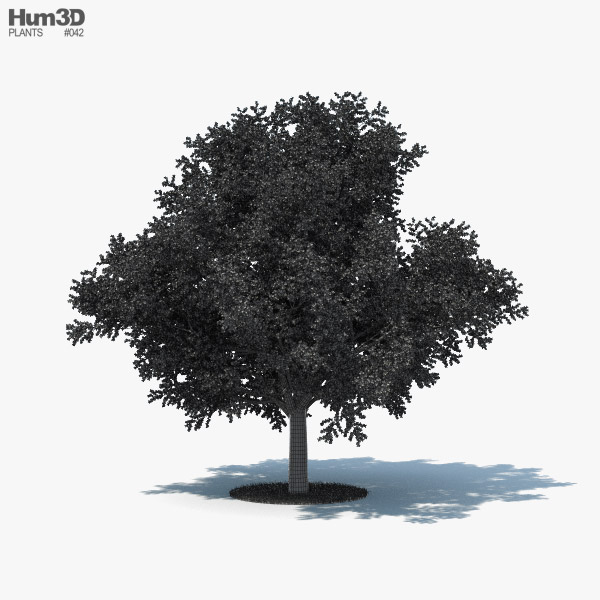 Sakura Tree 3D model - Download Trees on 3DModels.org