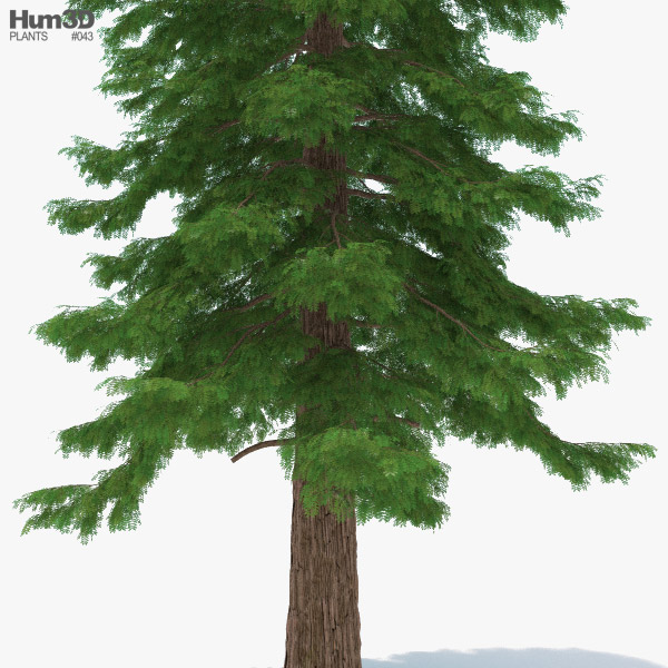 Secuoya Modelo 3D - Descargar Árboles on 3DModels.org