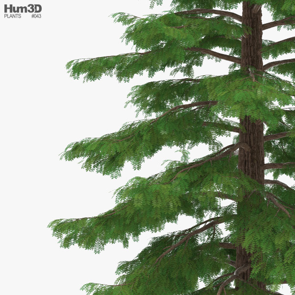 Secuoya Modelo 3D - Descargar Árboles on 3DModels.org