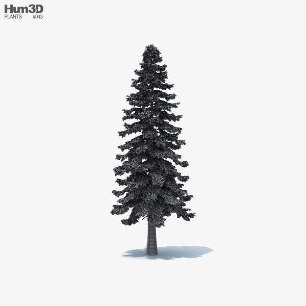 Sequoia 3D model - Download Trees on 3DModels.org