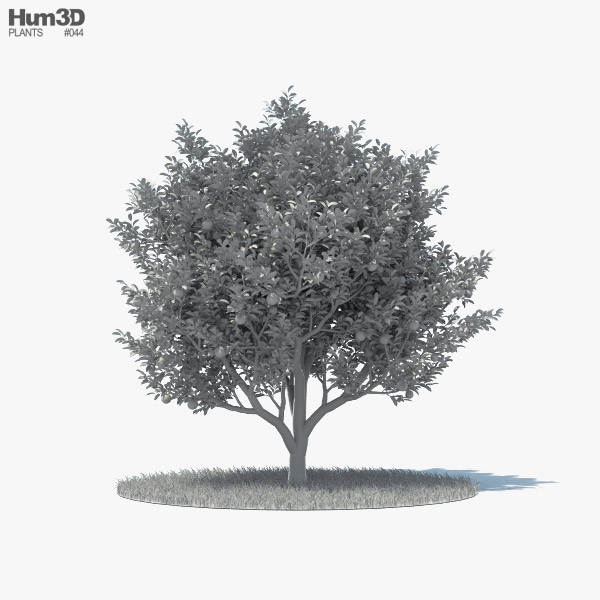 Orange Tree 3D model - Download Trees on 3DModels.org