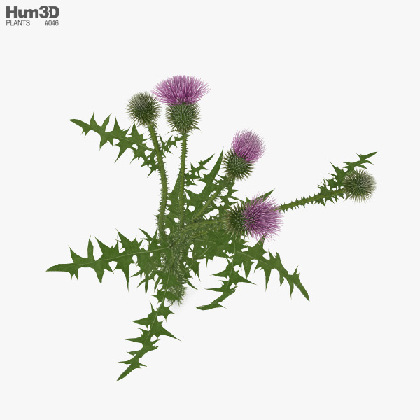 Thistle 3D model - Download Flowers on 3DModels.org
