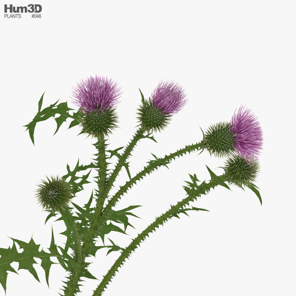 Thistle 3D model - Download Flowers on 3DModels.org