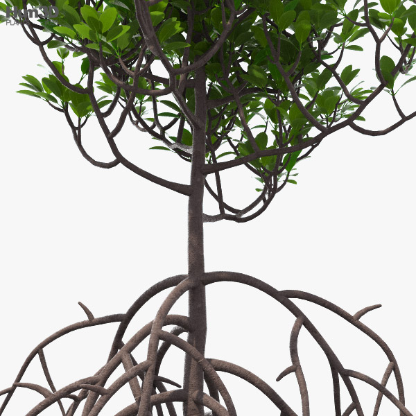 Mangrove 3D model - Download Trees on 3DModels.org