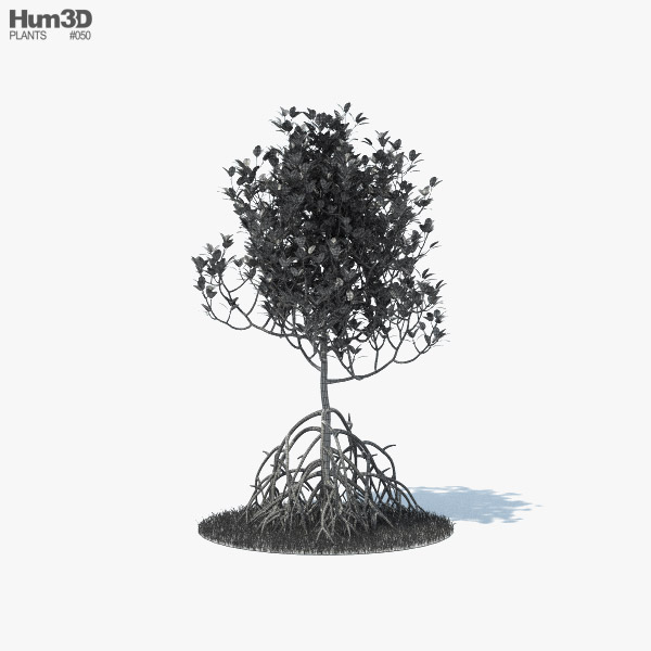 Mangrove 3D model - Download Trees on 3DModels.org
