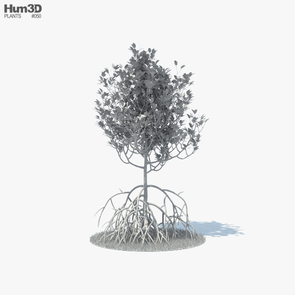 Mangrove 3D model - Download Trees on 3DModels.org