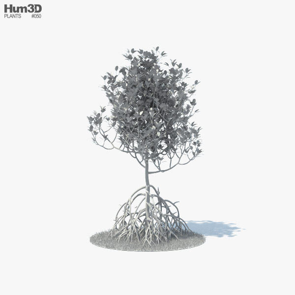 Mangrove 3D model - Download Trees on 3DModels.org