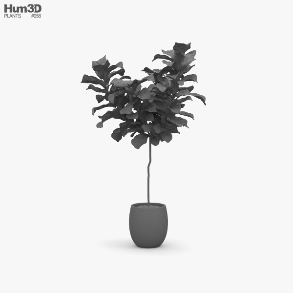 Fiddle-leaf fig 3D model - Download Houseplants on 3DModels.org