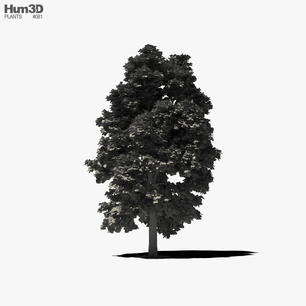 Hickory 3D model - Download Trees on 3DModels.org