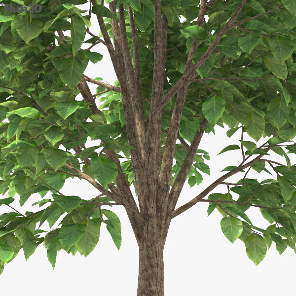 Teak Tree 3D model - Download Trees on 3DModels.org