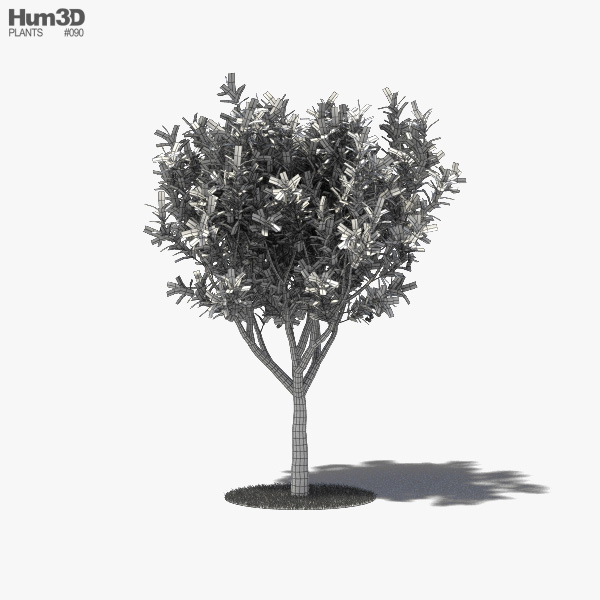 Strawberry Tree 3D model - Download Trees on 3DModels.org