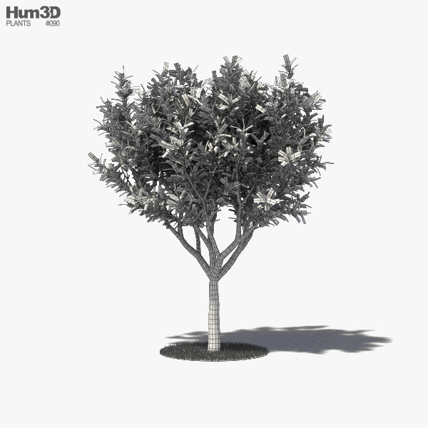 Strawberry Tree 3D model - Download Trees on 3DModels.org