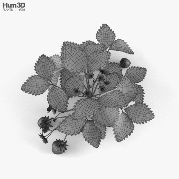 Strawberry Plant 3D model - Download Farm Crops on 3DModels.org