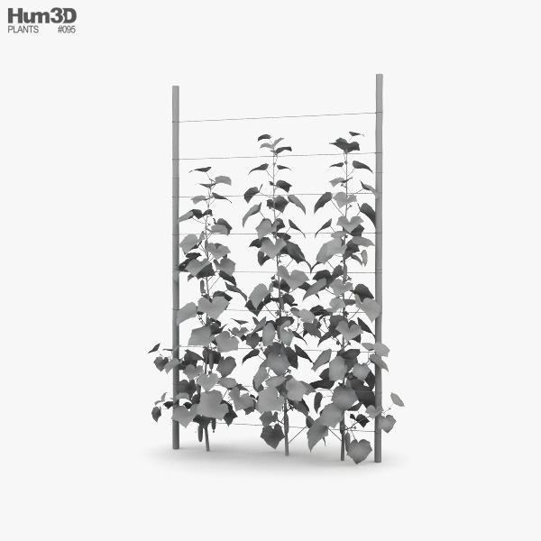 Cucumber Plant 3D model - Download Farm Crops on 3DModels.org