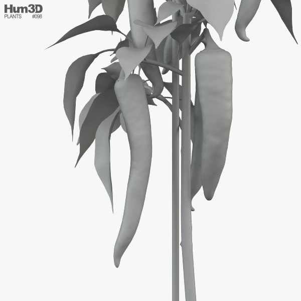 Chilli Pepper Plant 3D model - Download Farm Crops on 3DModels.org