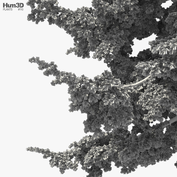 Cedar Tree 3D model - Download Trees on 3DModels.org