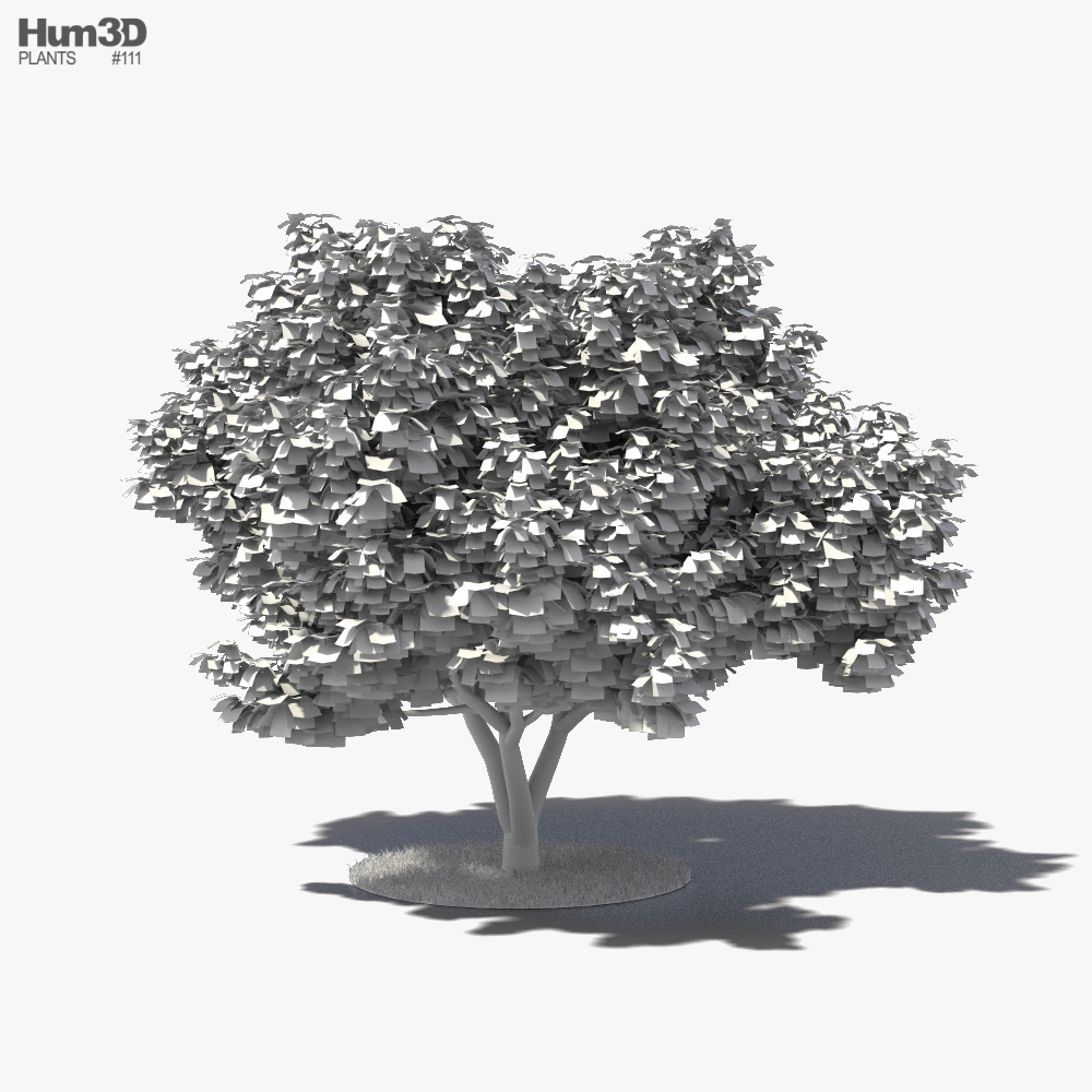 Fig Tree 3D model - Download Trees on 3DModels.org